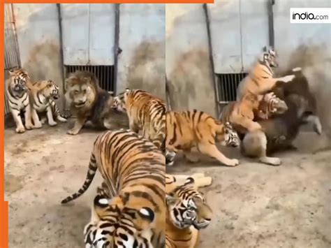 Sher Ka Video प्लान बनाकर शेर को पीटने लगा बाघों का झुंड मार खाकर दहल