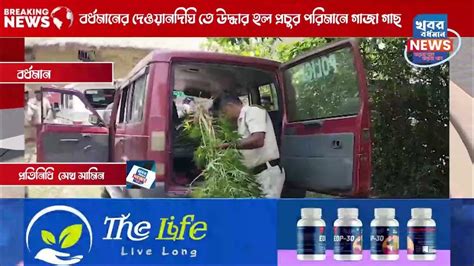 প্রচুর পরিমানে গাজা গাছ নষ্ট করলো গোপন সূত্রে খবর পেয়ে বর্ধমানের