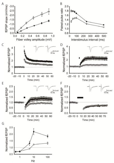 Enhanced Ltp And Normal Ltd In The Hippocampal Ca1 Region Of Young