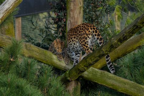 Critically Endangered Leopard 1st Birthday Celebrated