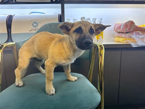 믹스견 일 포미분양 포매라니안분양 포메리안분양 치아와분양 말티스분양 푸말티분양 러시아블루분양 포미분가격 포매라니안분양가격 포메리안분양가격 치아와분양가격 말티스분양가격 푸말티