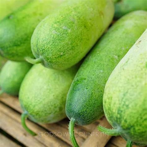 Ash Gourd Vegetable Seeds Ex Rare Bread Seeds Organic Farm Etsy