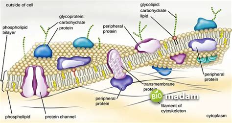 Biological Roles Of Lipids Biomadam