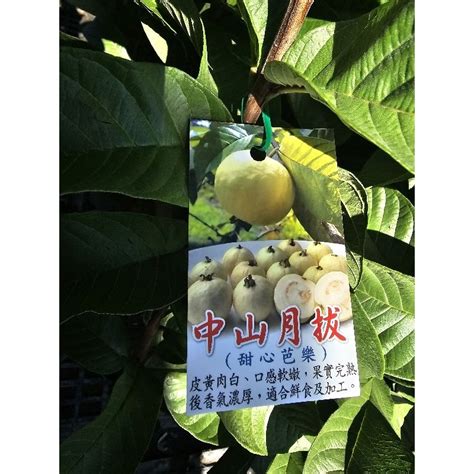 李家果苗 甜心芭樂 中山月拔 4吋半盆 嫁接苗 皮黃肉白 香氣濃厚 高度40 50公分 單價140元 特價130元 蝦皮購物
