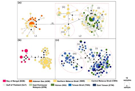 Median Joining Haplotype Networks Of P Anea A P Ovata B And P Download Scientific