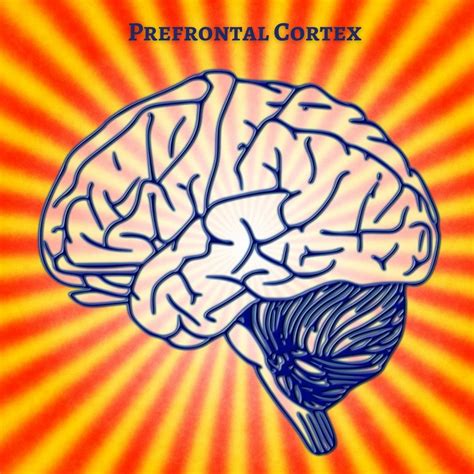 Brain And Co The Prefrontal Cortex Pfc Is The Frontal