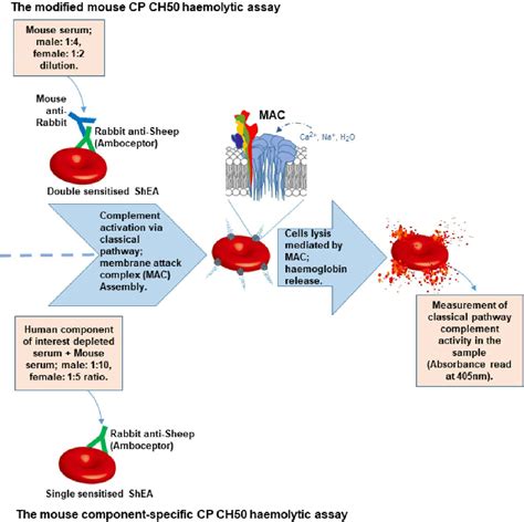 Figure 1 From Measuring Total Classical Pathway And Activities Of