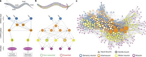 Controlling The C Elegans Neural Network A Schematic Neural Circuit Download Scientific