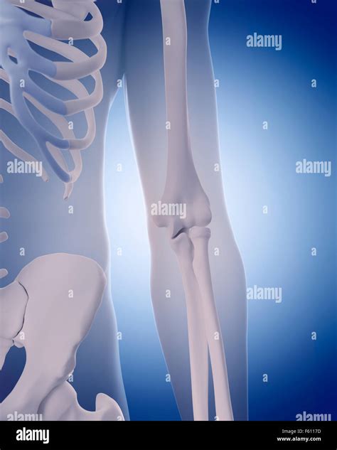 Anatomie Du Cubitus Banque De Photographies Et Dimages à Haute