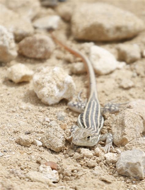 Schreiber S Fringe Fingered Lizard Acanthodactylus Schreiberi