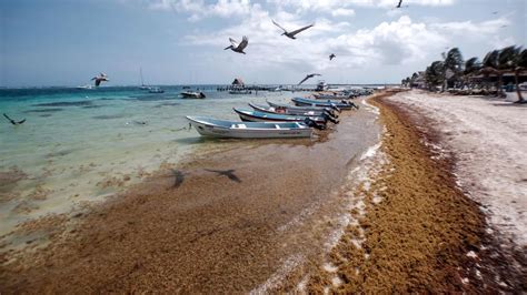 Cuáles son las playas con y sin SARGAZO hoy de abril MAPA Escapada H