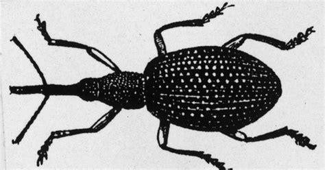 An Alabama Town Honors The Boll Weevil Cbs News