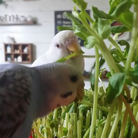 玄関入り口賃貸でも楽しく♪キキとララ鳥好き ︎インコと暮らす家などのインテリア実例 2017 02 21 211744