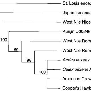 Bootstrap Analysis Majority Rule Consensus Tree Replicates