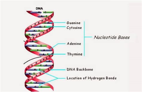 Diagram Of Primary Structure Of Dna Structure Of Dna Diagram