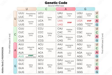 genetic code table rna codon table vector the three bases of an mrna
