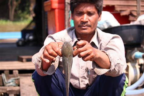 ការផលិត ត្រីឆ្អើរ ពី ត្រី អណ្តែង តម្រូវ ឲ្យ មានការ យកចិត្ត ដាក់ និង ប្រុងប្រយ័ត្ន ខ្ពស់ជាង