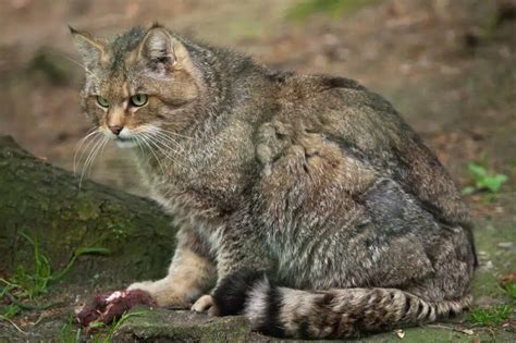 Wild Cats Of Europe Bigcatswildcats