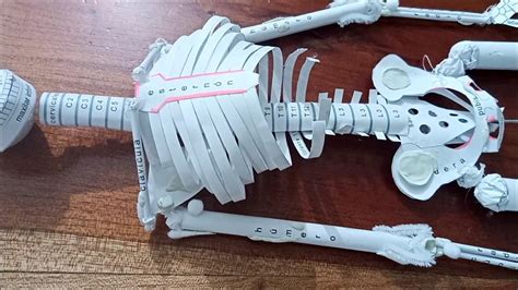 Maqueta Características De Los Huesos Sistema Oseo Maqueta