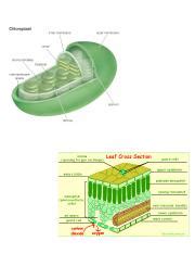 Chloroplast Structure and Leaf Cross Section: Understanding | Course Hero