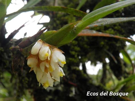 Camaridium Neglectum Ecos Del Bosque