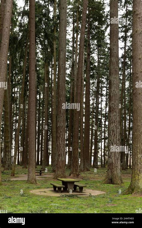 Picnic Table In Forest Of Trees Stock Photo Alamy