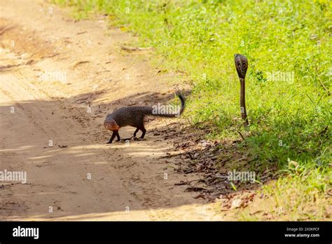 Asian Mongoose Fights With An Aggressive Cobra In The Wild Natural