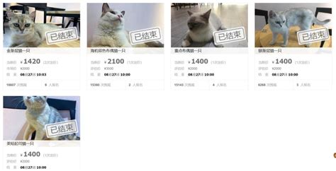 第二届苏州法拍节成交364亿元，宠物猫们有了幸福温暖的归宿澎湃号·政务澎湃新闻 The Paper