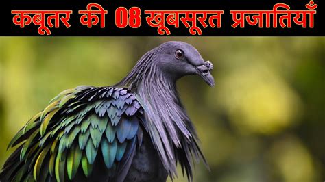 भरत म पय जन वल सबस खबसरत कबतर परजतय YouTube