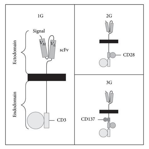 Different Generations Of Chimeric Antigen Receptors CARs Left To