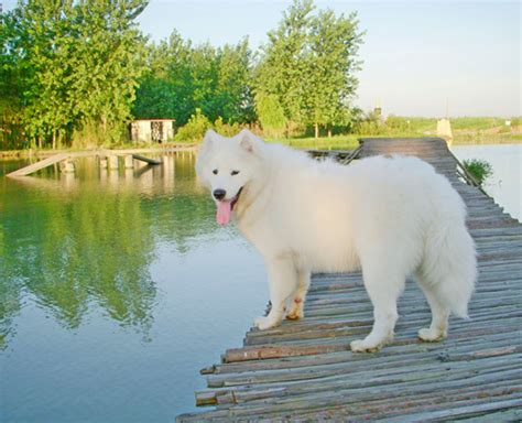 萨摩耶犬小时候图片 萨摩耶犬小时候 萨摩耶犬图片 大山谷图库