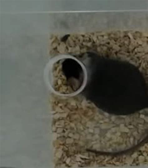 Scratching Object Detection Model By Labgymtest1