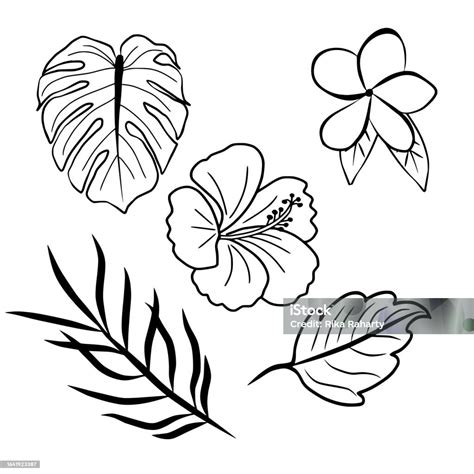 熱帯の葉と花の線画モンステラヤシの葉ハイビスカスプルメリアのベクター画像 やしの葉のベクターアート素材や画像を多数ご用意 やしの葉