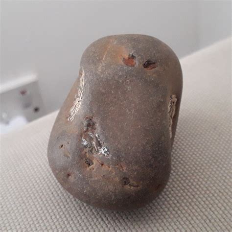 Fossil Help Please Fossil ID The Fossil Forum