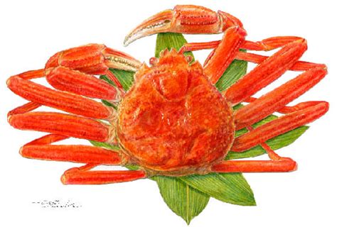 今日の絵はかに ドガちゃんのエ ろくろくペンギンの謎 楽天ブログ