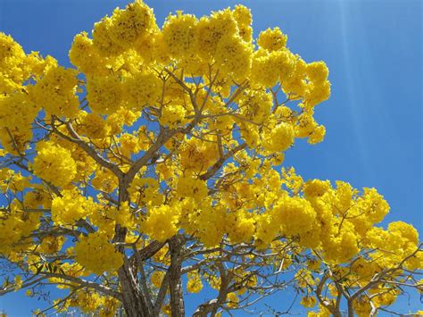Fotos gratis árbol rama flor luz de sol comida Produce amarillo
