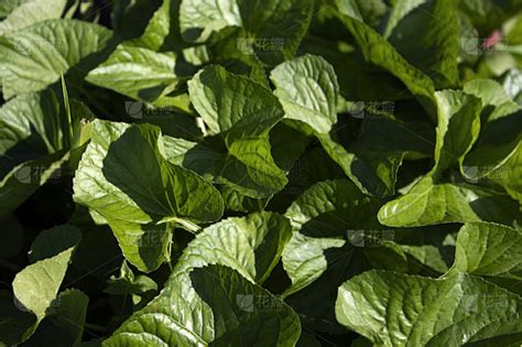 绿野小草特写艺术精挑细选