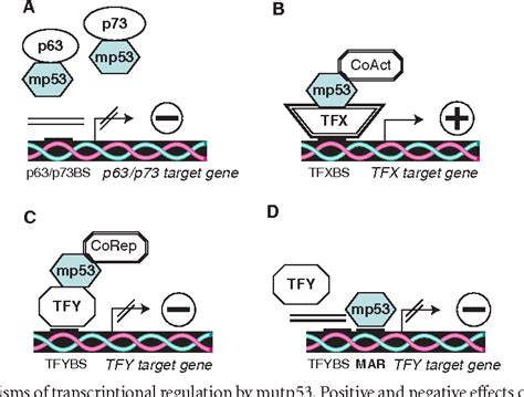 Figure From Mutant P Gain Of Function In Cancer Semantic Scholar
