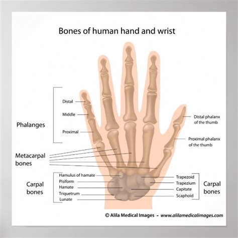 Metacarpals Labeled