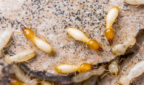 Drywood Termite Control Bugspraycom
