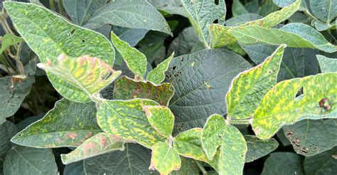 K State Phosphorus Helps Boost Defense Against Sds In Soybeans