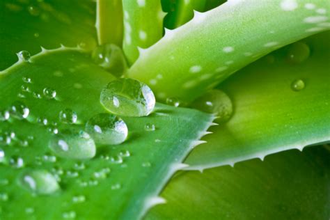Aloe Vera gießen Wie oft wann und wie