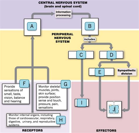 Nervous Sytem Organization Diagram Quizlet