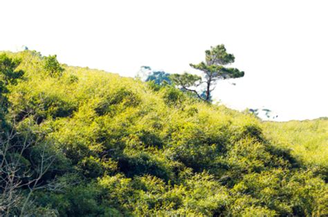 Tree Canopy View PNG Transparent Images Free Download Vector Files Pngtree