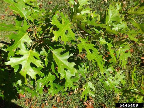 Scarlet Oak A Top 100 Common Tree In North America
