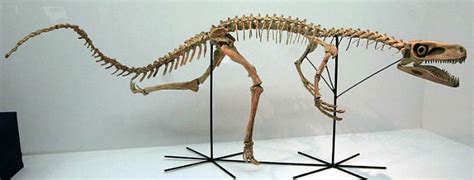 Picture Information Skeleton Of Staurikosaurus