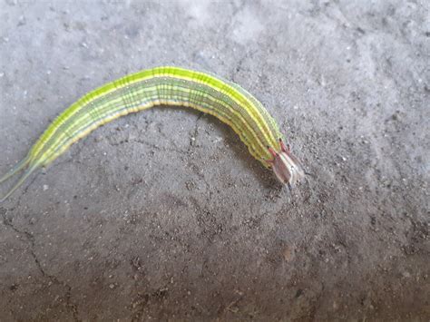 Worm Insect Free Photo On Pixabay Pixabay