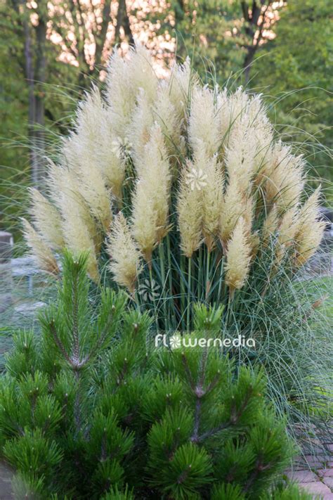 Cortaderia Selloana Pampas Grass 107509 Flowermedia