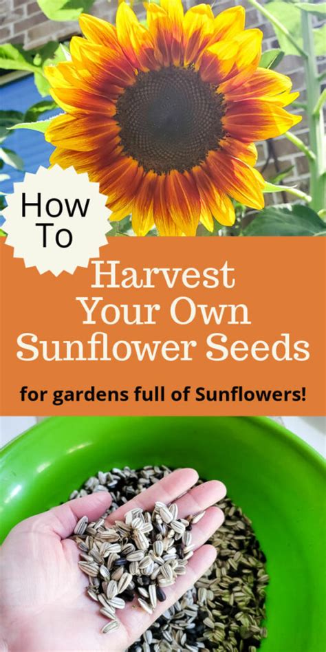 How To Harvest Sunflower Seeds Yourself Salvaged Living