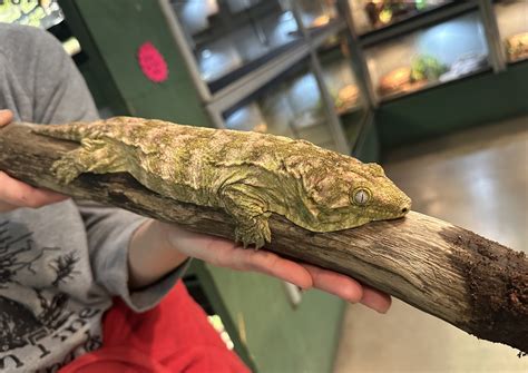 Leachianus Nuu Ana Gecko Html